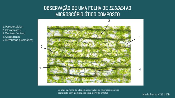 TECH STARTUP PRESENTATION | Genially