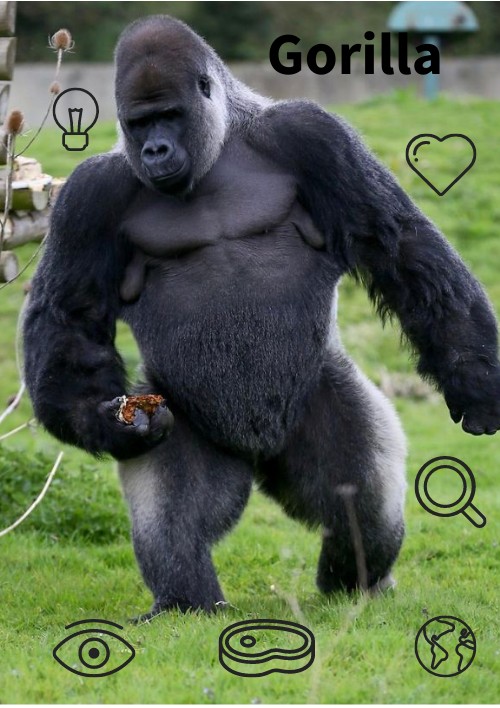 Englisch Präsentation Gorilla | Genially