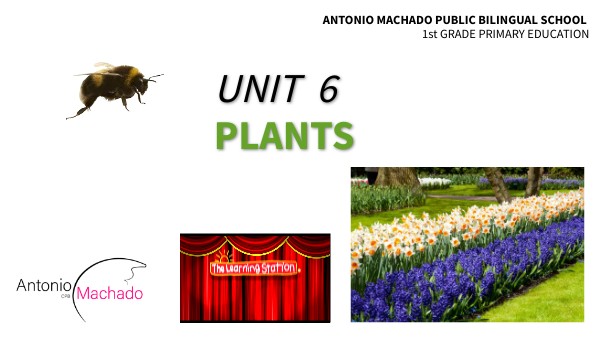 UNIT 6 PLANTS