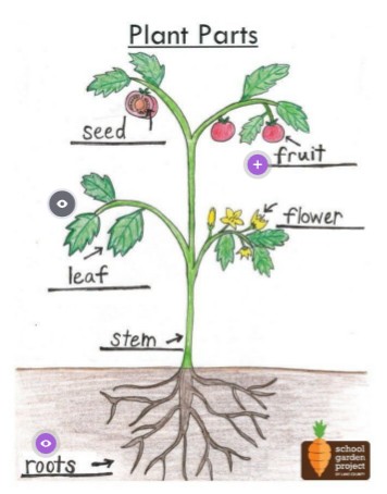 Interactive image Parts of a plant | Genially