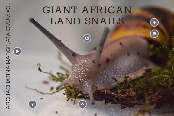 My snails | Genially