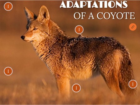 Adaptations of a Coyote