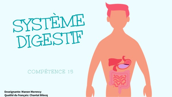 Système digestif