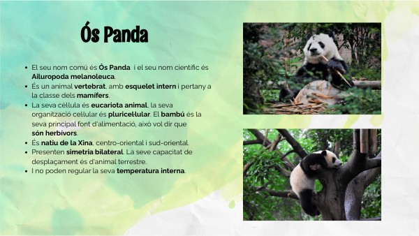 PRESENTACIÓ DE L'ÓS PANDA