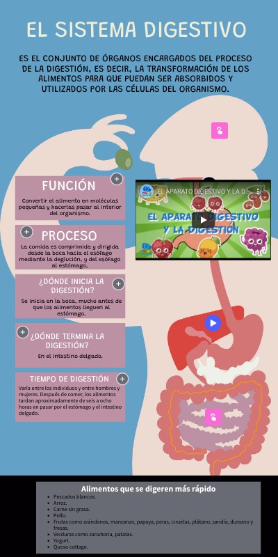 INFO VERTICAL DIGESTIVO | Genially
