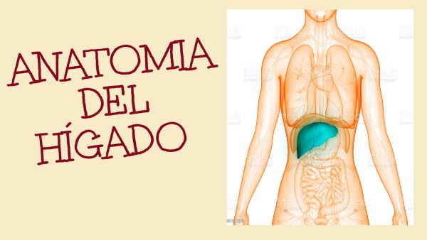 Anatomía del hígado