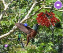 prova colibrì