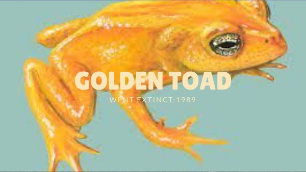 Golden Toad Project