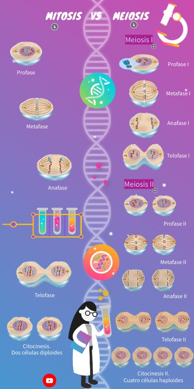 División celular | Genially