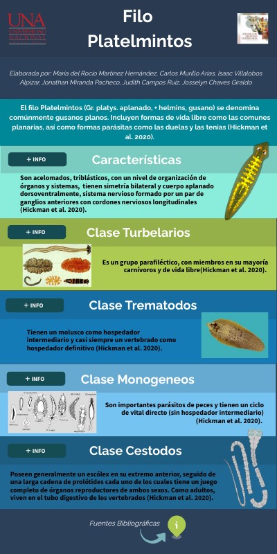 Filo Platelmintos | Genially