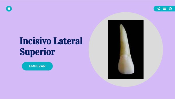 Incisivo lateral superior | Genially