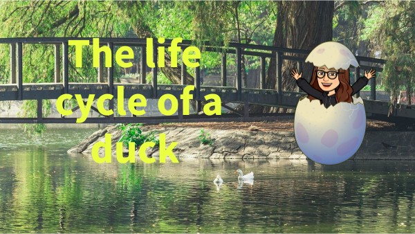 The life cycle of a duck | Genially