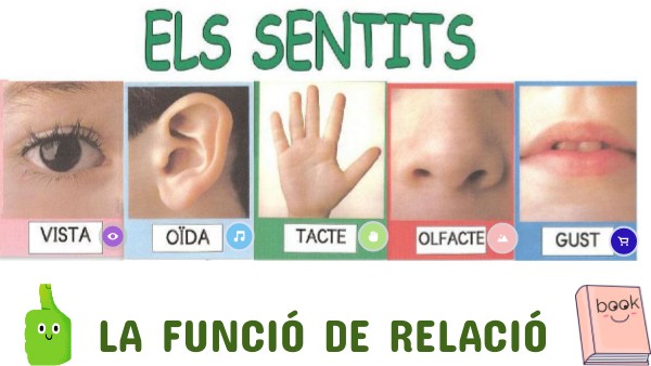 ELS SENTITS | Genially