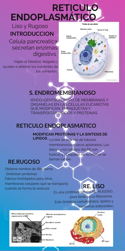 MAIREN RETICULO ENDOPLASMATICO.