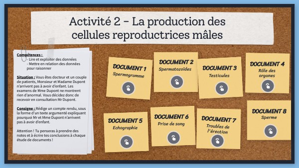 Activité 2 - La production des cellules reproductrices mâles | Genially