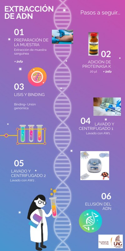 TIMELINE EXTRACCIÓN ADN