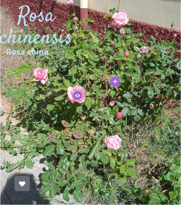 Rosa chinesis (Rosa china) | Genially