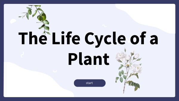 Stages of a plant's life cycle.