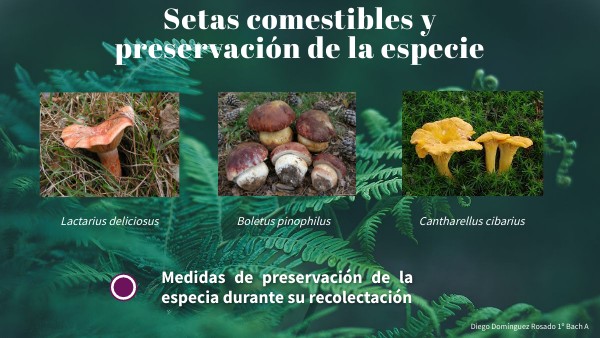 PESENTACIÓN SETAS COMESTIBLES | Genially