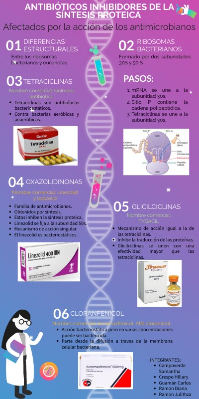 Antibióticos inhibidores de la síntesis proteica. | Genially