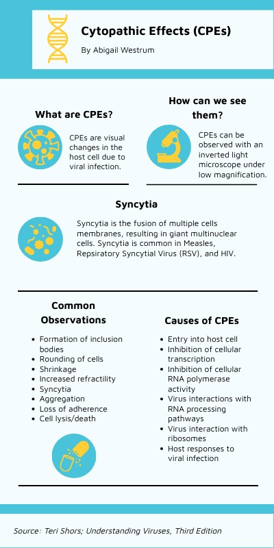 Cytopathic Effects
