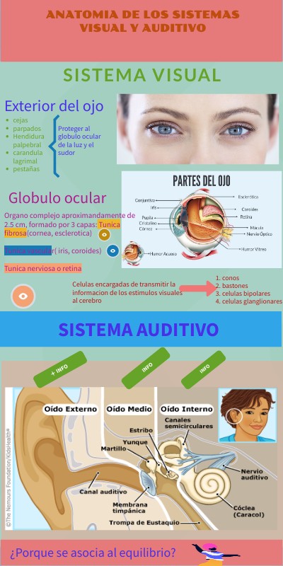 Anatomia De Los Sistemas Auditivo Y Visual Genially
