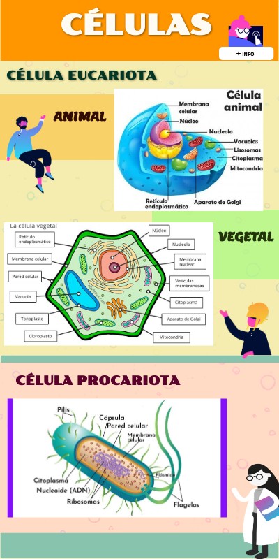 INFO_CÉLULAS | Genially