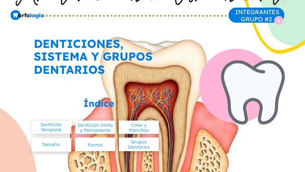 DENTICIONES, SISTEMA Y GRUPOS DENTARIOS DENTARIO | Genially