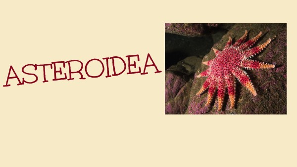 Asteroidea