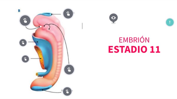 ESTADIO 11 EMBRIÓN | Genially