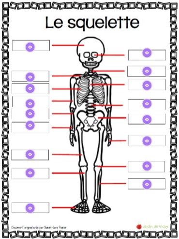 Le squelette révision | Genially