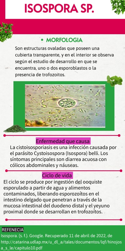 ISOSPORA SP | Genially