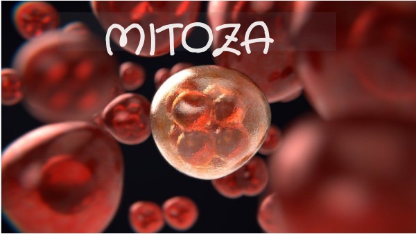 Ćelijska deoba-Mitoza | Genially