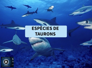ESPÈCIES DE TAURONS | Genially