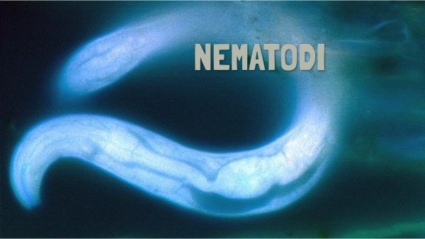 nematodi | Genially