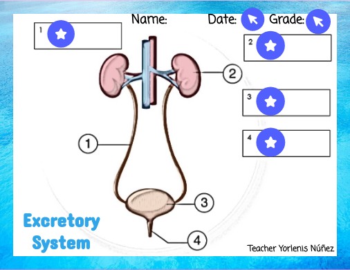 Excretory System | Genially