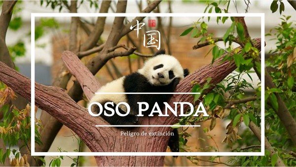 Oso Panda | Genially