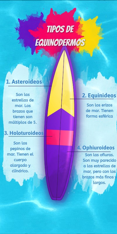 Infografia equinodermos | Genially