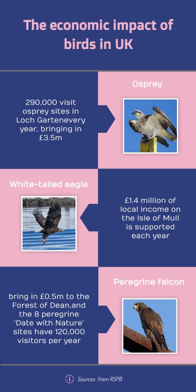 The economic impact of birds in UK | Genially