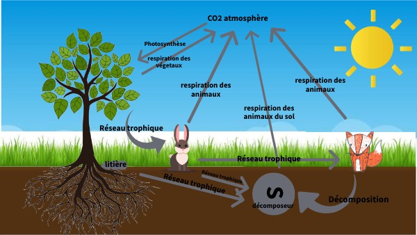 Cycle biogéochimique du carbone | Genially