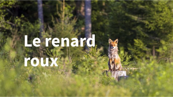 Le renard | Genially