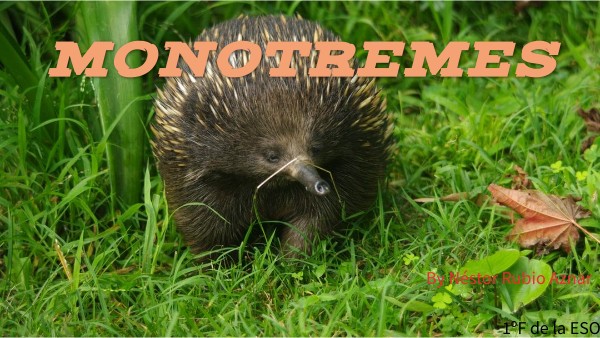 MONOTREMES