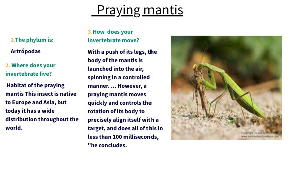 Trabajo de Science Mantis