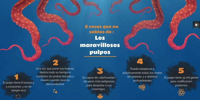 EL PULPO
