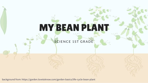 My Bean Plant
