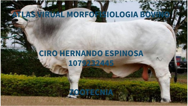 ATLAS VIRTUAL MORFOFISIOLOGIA | Genially