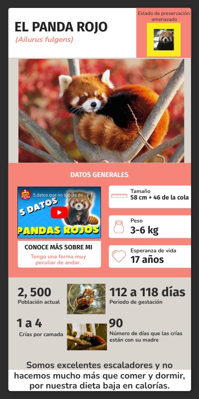 Infografía: Panda rojo | Genially