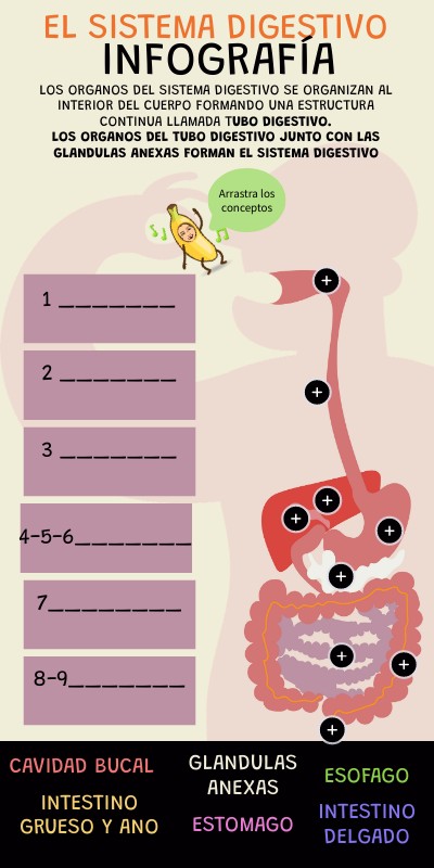 INFO VERTICAL DIGESTIVO | Genially