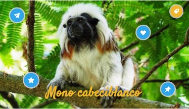 MONO TITI CABECIBLANCO | Genially