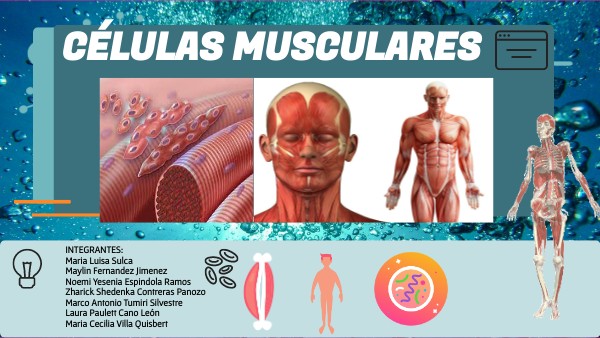 CELULAS MUSCULARES